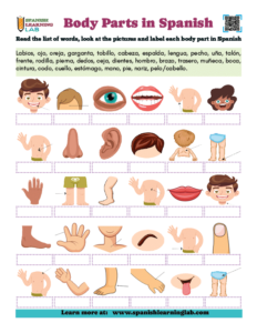 Body Parts in Spanish - PDF Worksheet - Spanish Learning Lab